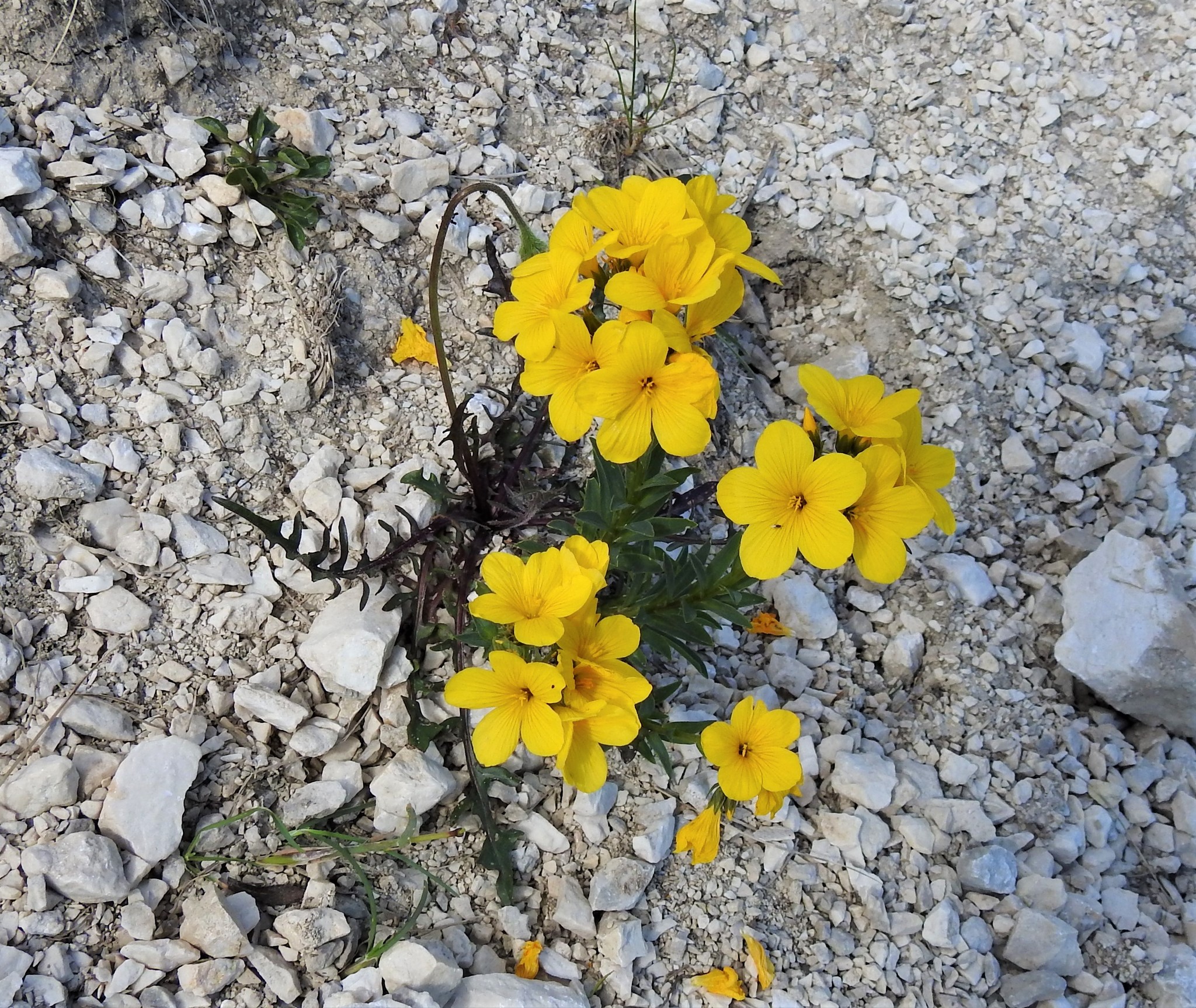 Linum capitatum Schult.