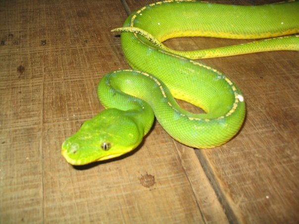 Southern Green Python from near Waga Waga, Milne Bay, Papua New Guinea ...