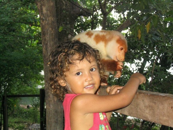Common Spotted Cuscus from near Waga Waga, Milne Bay, Papua New Guinea ...