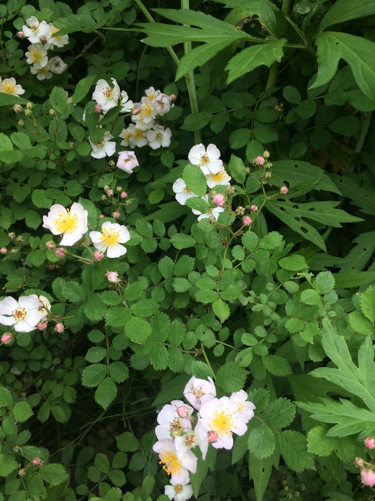 Multiflora Rose (Deer Grove Natural Areas Volunteers Invasive Species ...