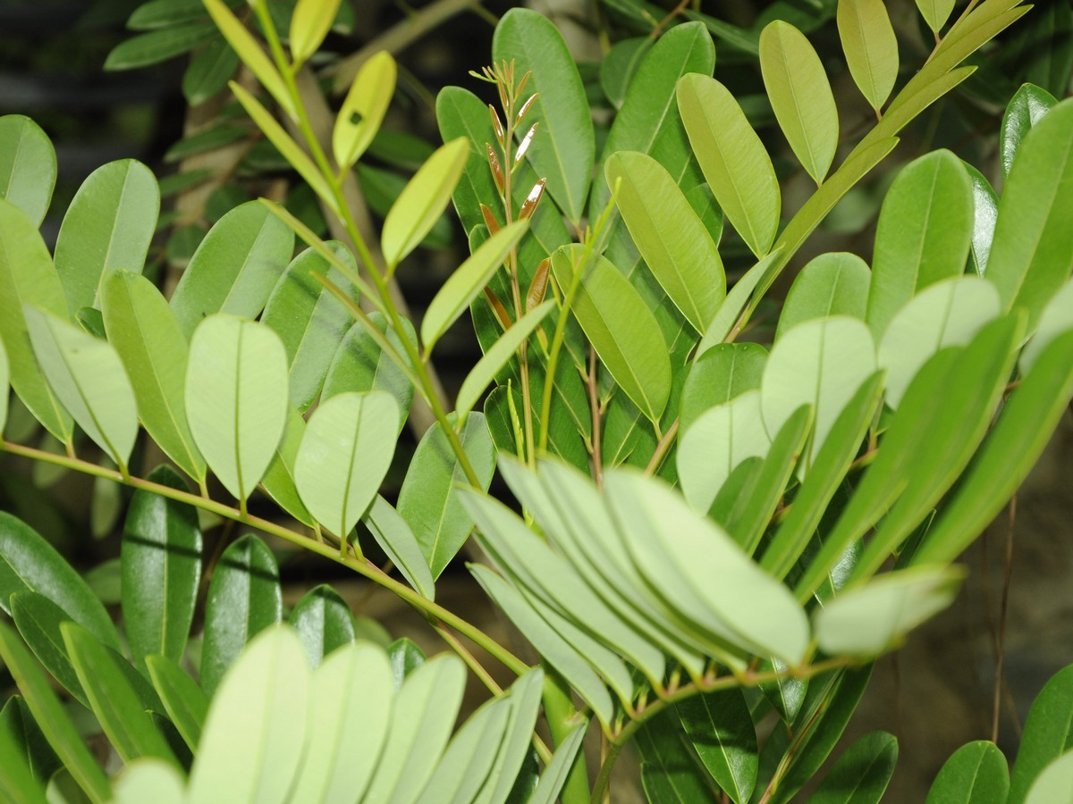 Simarouba amara Aubl.