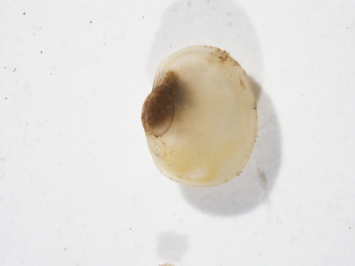 Genus Musculium · iNaturalist