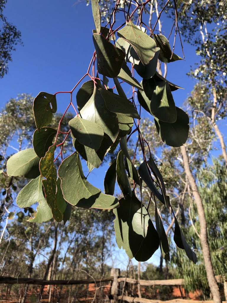 Poplar Box from Gunderbooka, NSW, AU on July 2, 2020 at 10:34 AM by ...