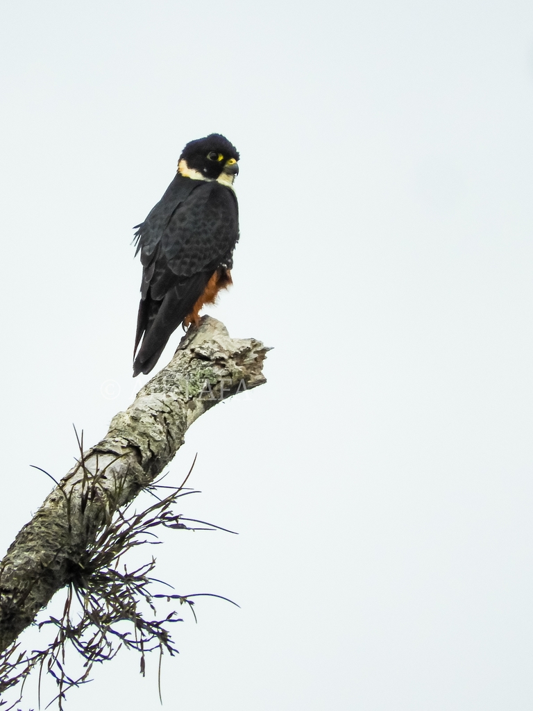 Bat Falcon from Cinchona on May 6, 2020 by Ariel F. Cerca de un juvenil ...