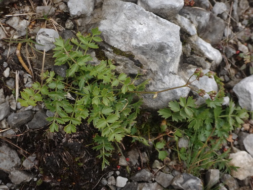 Pimpinella alpina · NaturaLista Colombia