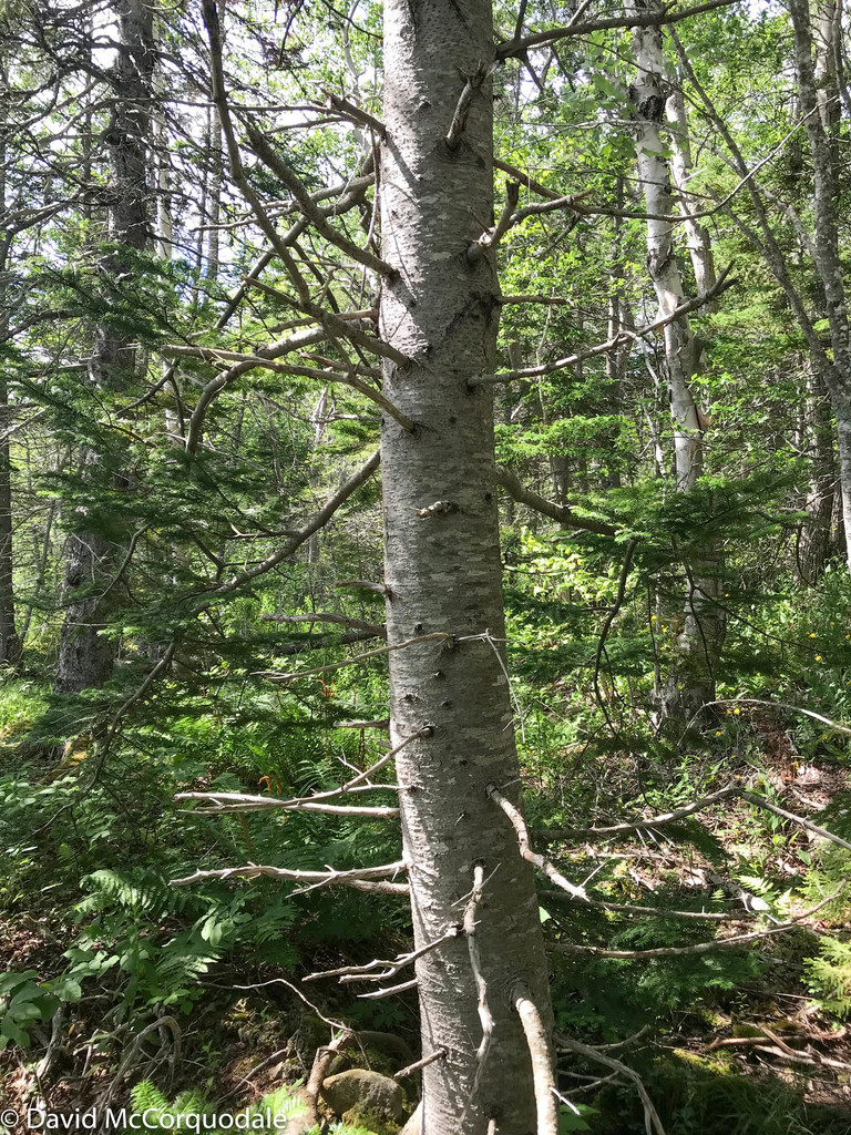balsam fir from Cape Breton, Nova Scotia, Canada on July 1, 2020 at 03: ...
