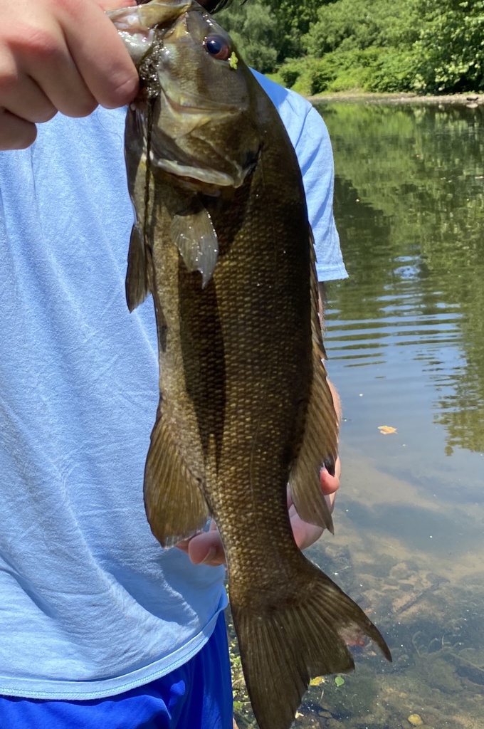 Smallmouth Bass from Neshaminy Creek, Langhorne, PA, US on July 02 ...