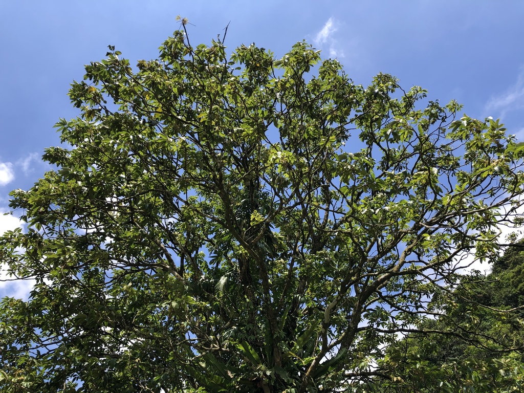 Ivy Tree (Heptapleurum heptaphyllum) - Botanical Realm