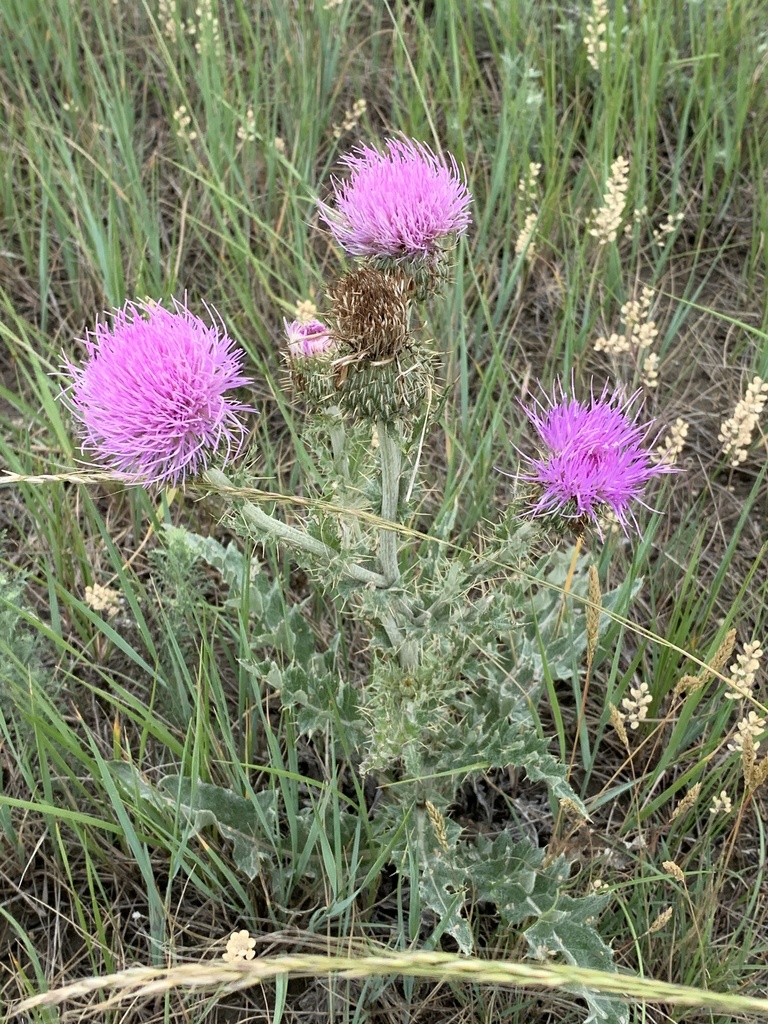 wavyleaf thistle from Botterill Bottom Park, Lethbridge, AB, CA on July ...