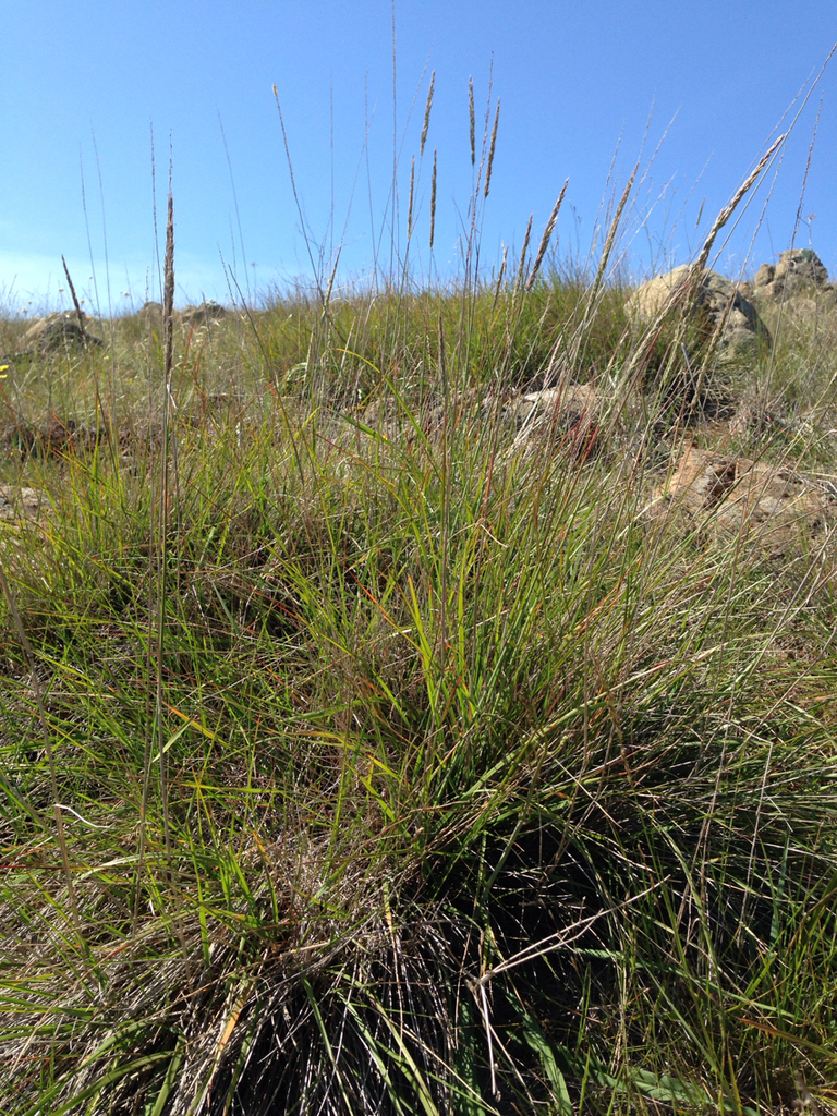serpentine reedgrass (Native Grasses of Ring Mountain) · iNaturalist Mexico