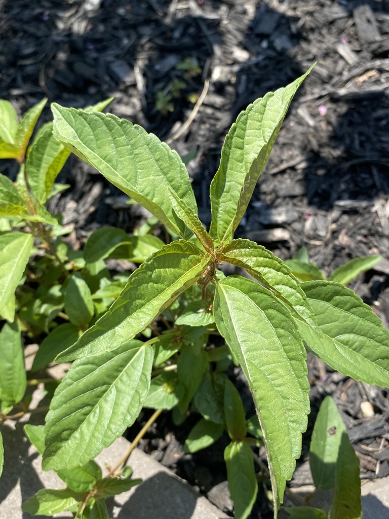common copperleaf from Long Island, Massapequa, NY, US on July 2, 2020 ...