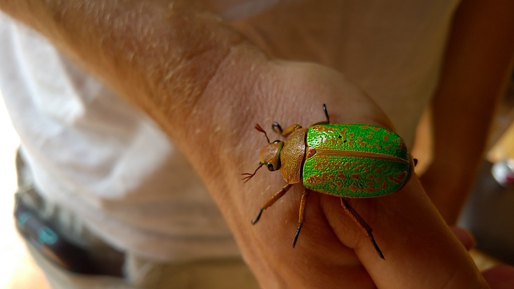 Chrysina victorina from Santiago Comaltepec, Oax., Mexico on May 26 ...