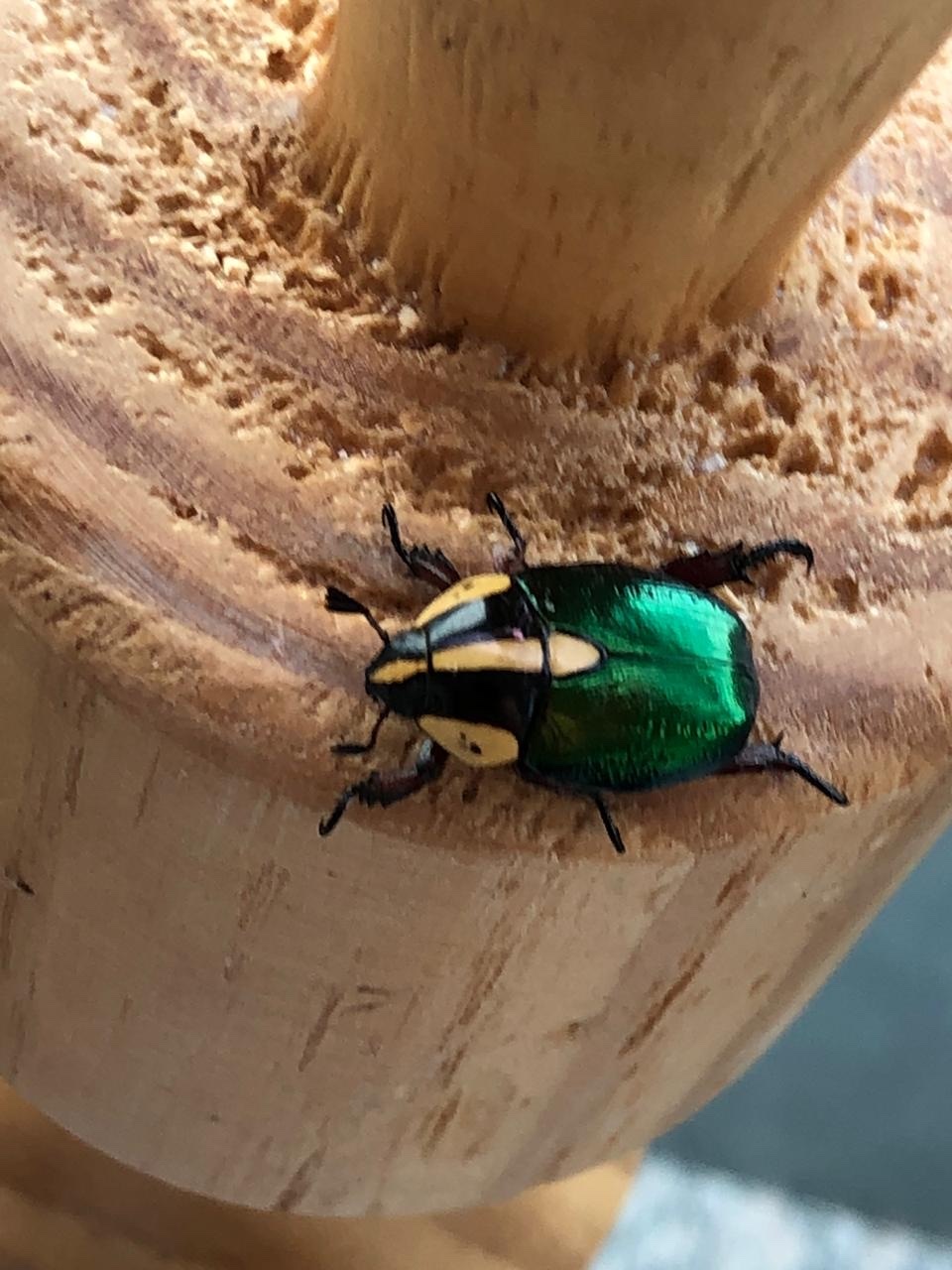 Rutela laeta (Weber, 1801)