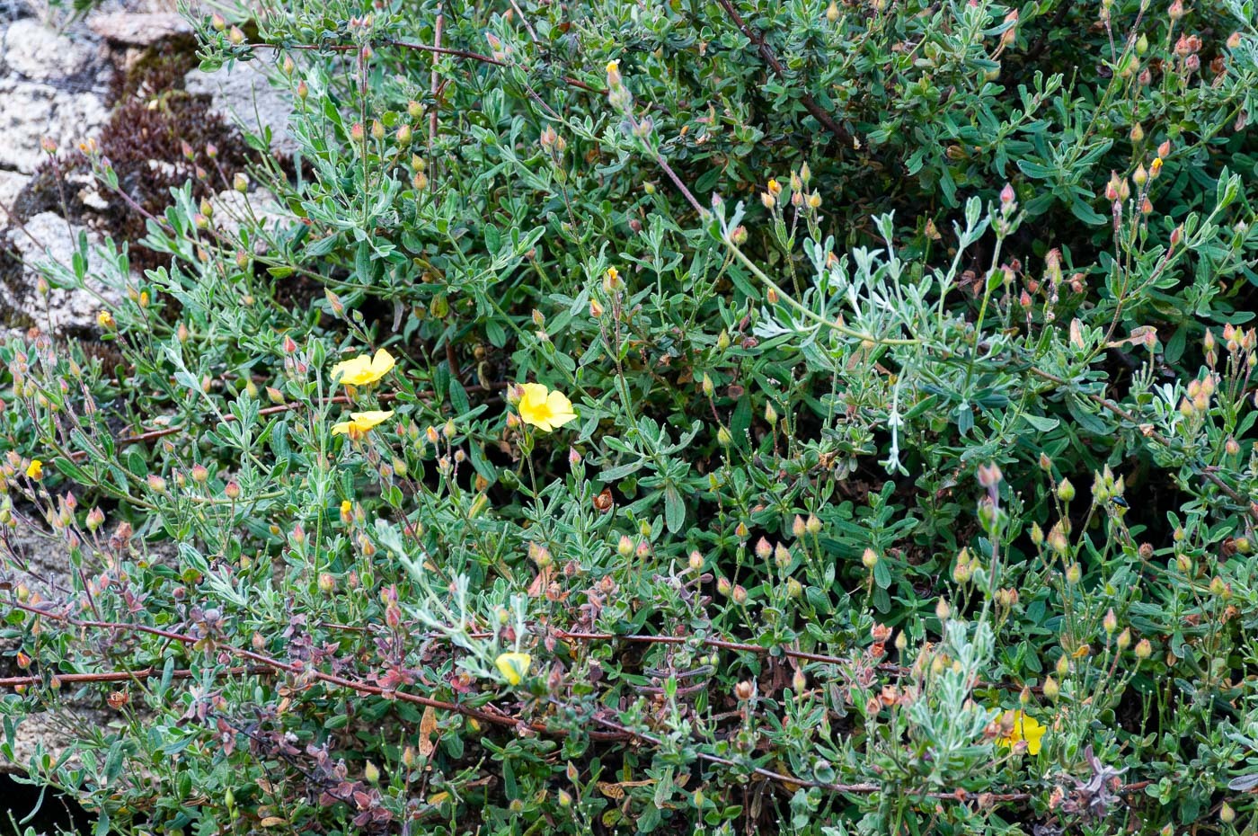 Halimium lasianthum subsp. alyssoides (Lam.) Greuter