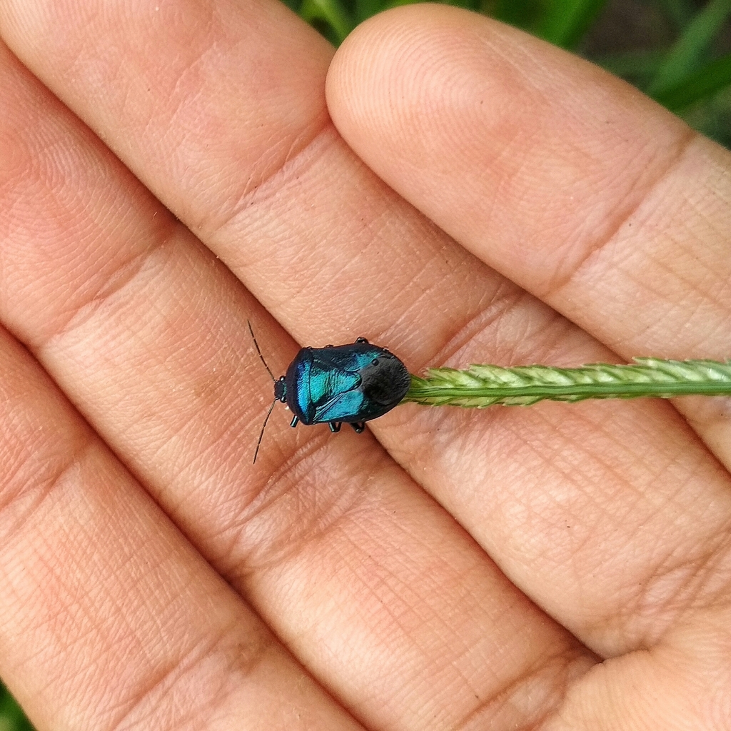 Blue Shield Bug from Bambalemo, Parigi, Kabupaten Parigi Moutong ...