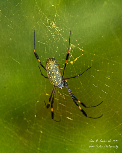 Golden Silk Spider from Puntarenas Province, Costa Rica on August 8 ...