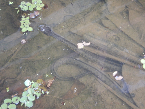 Peru Keelback (Helicops yacu) - Snakes and Lizards