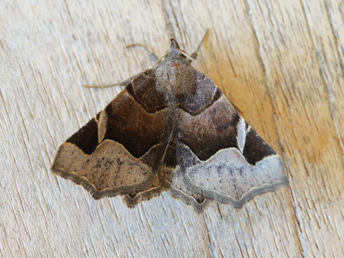 Genus Zethes · iNaturalist