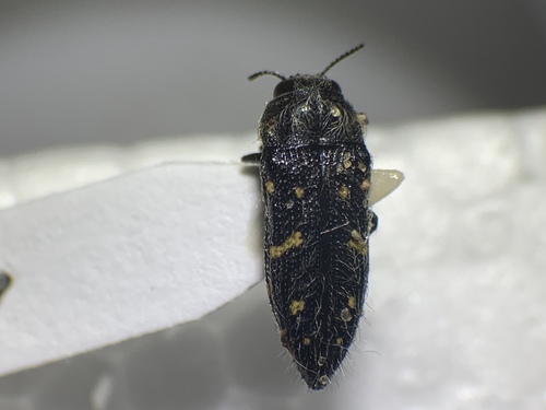 Acmaeodera depressa · iNaturalist Mexico