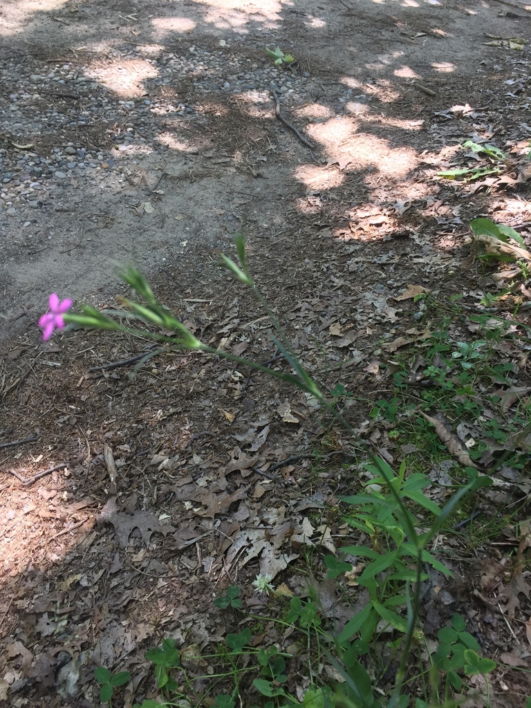 Deptford pink from Tiplady Rd, Pinckney, MI, US on July 2, 2020 at 01: ...
