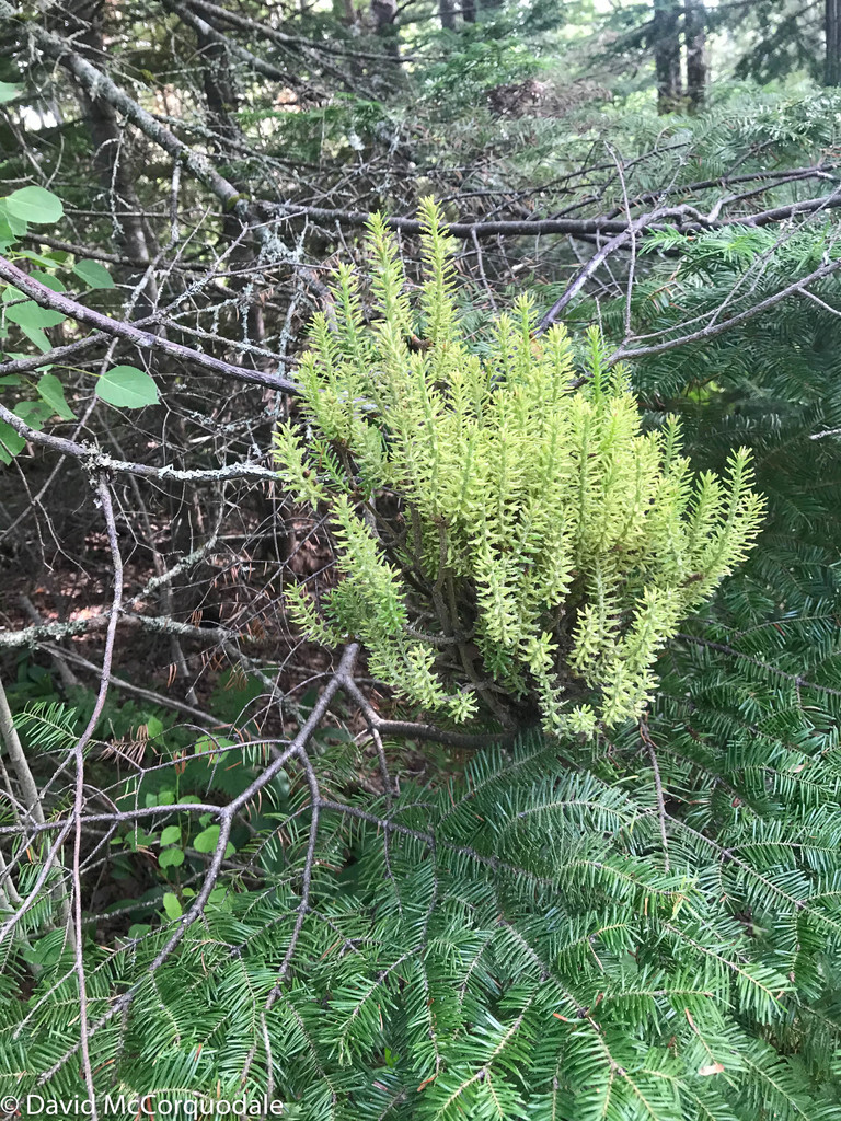 fir broom rust from Cape Breton, Nova Scotia, Canada on July 01, 2020 ...