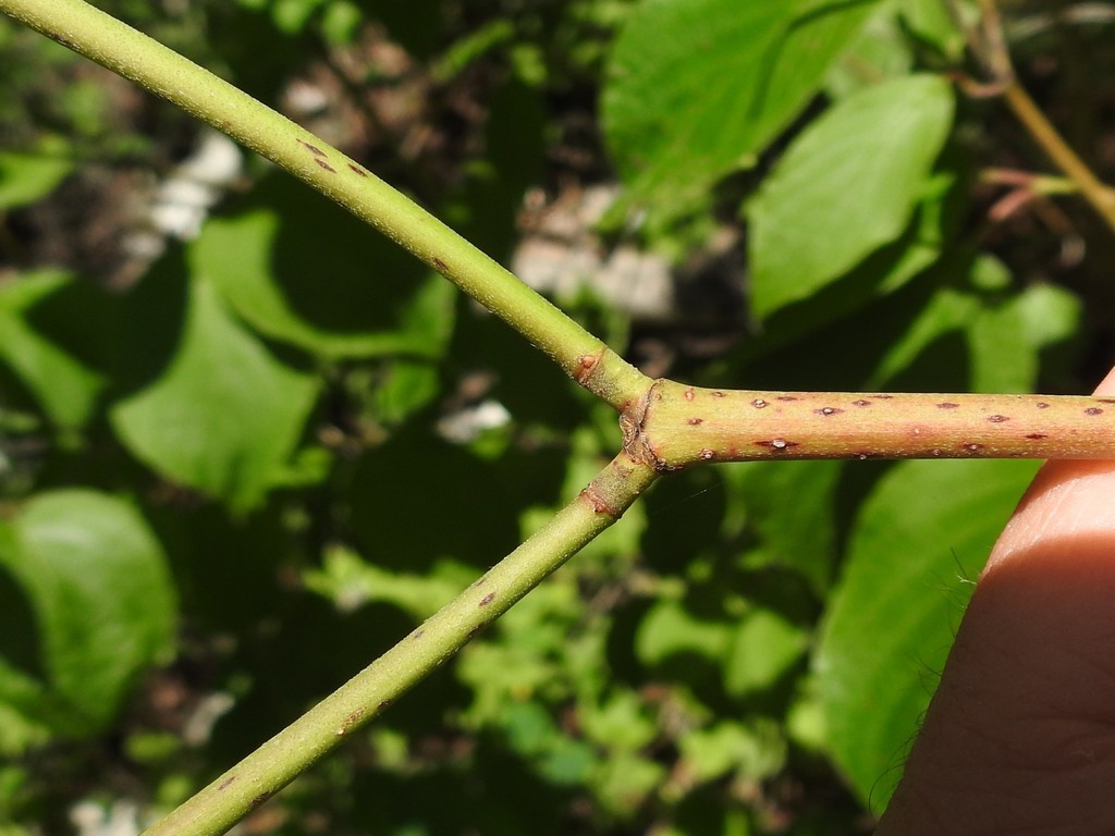 Round-leaved Dogwood (Cornus rugosa) - Botanical Realm