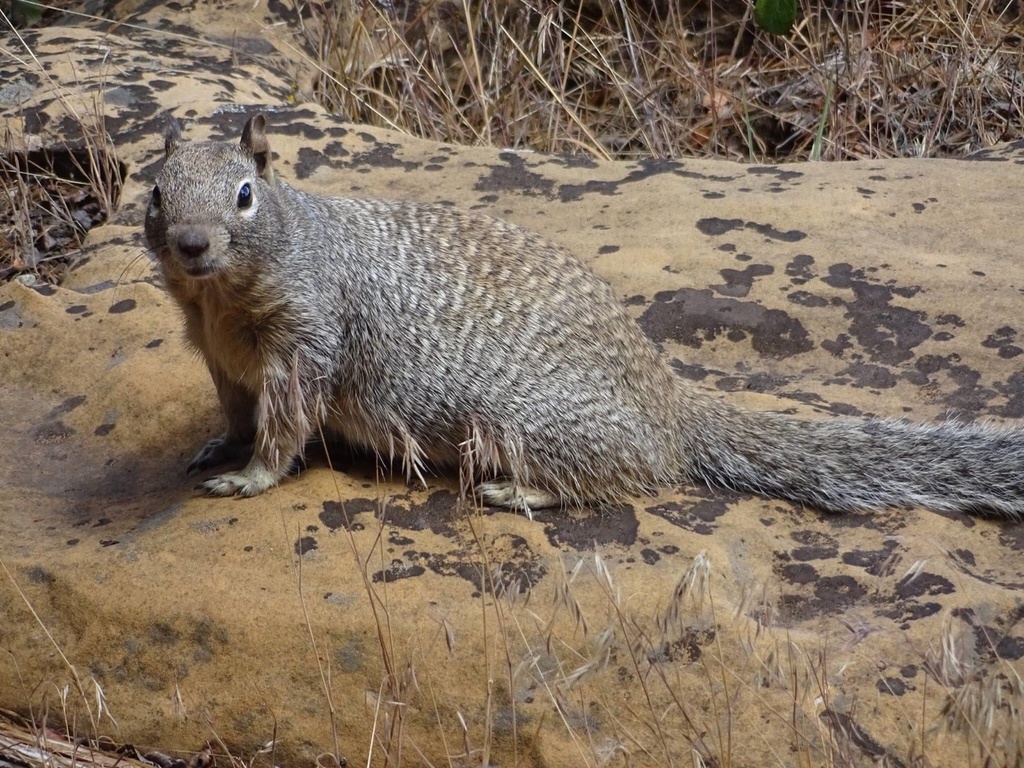 Rock Squirrel from Rocky Mountain National Park, Estes Park, CO, US on ...