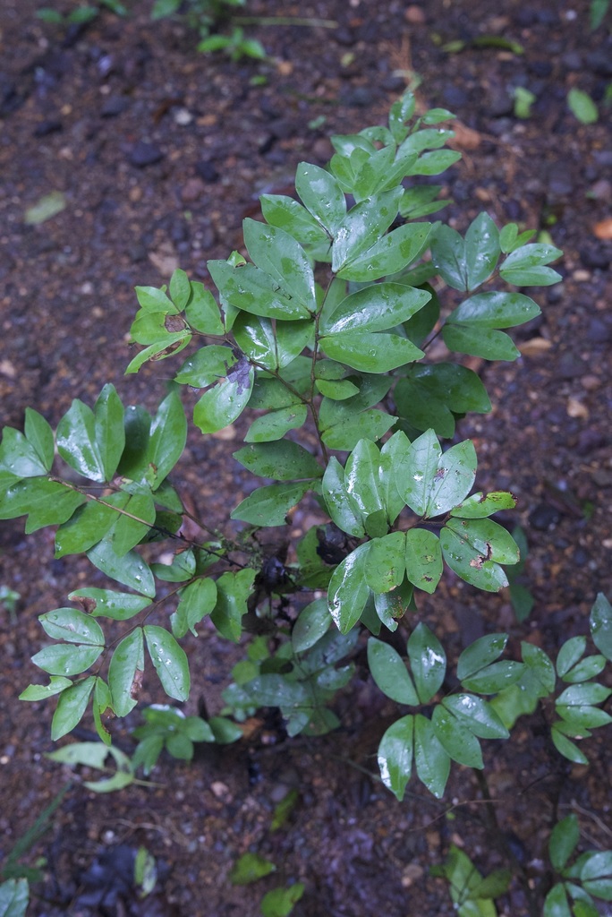 Cynometra bauhiniifolia from Colón District, Panama on June 27, 2020 at ...