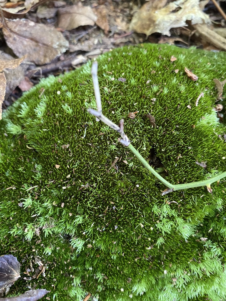 white moss from Long Island, Wantagh, NY, US on July 2, 2020 at 07:03 ...