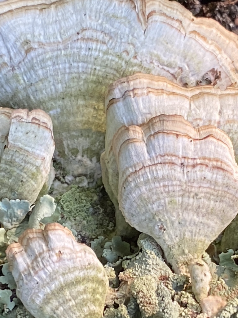 False Turkey-Tail from Long Island, Wantagh, NY, US on July 2, 2020 at ...