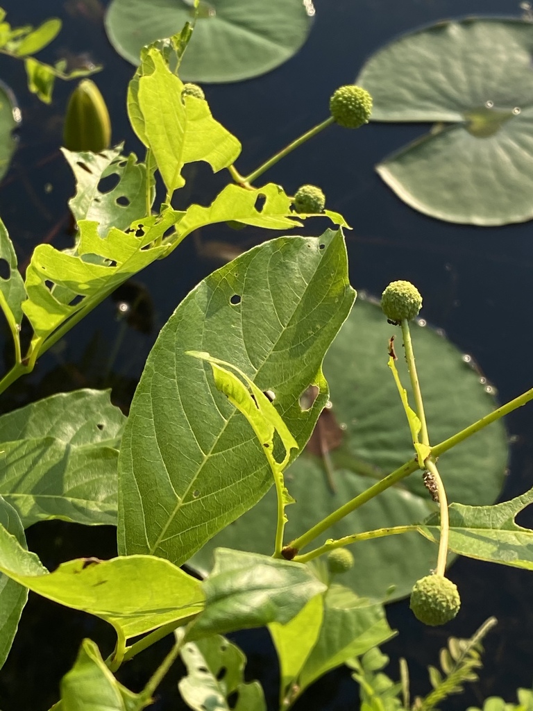 buttonbush from Long Island, Wantagh, NY, US on July 2, 2020 at 06:47 ...