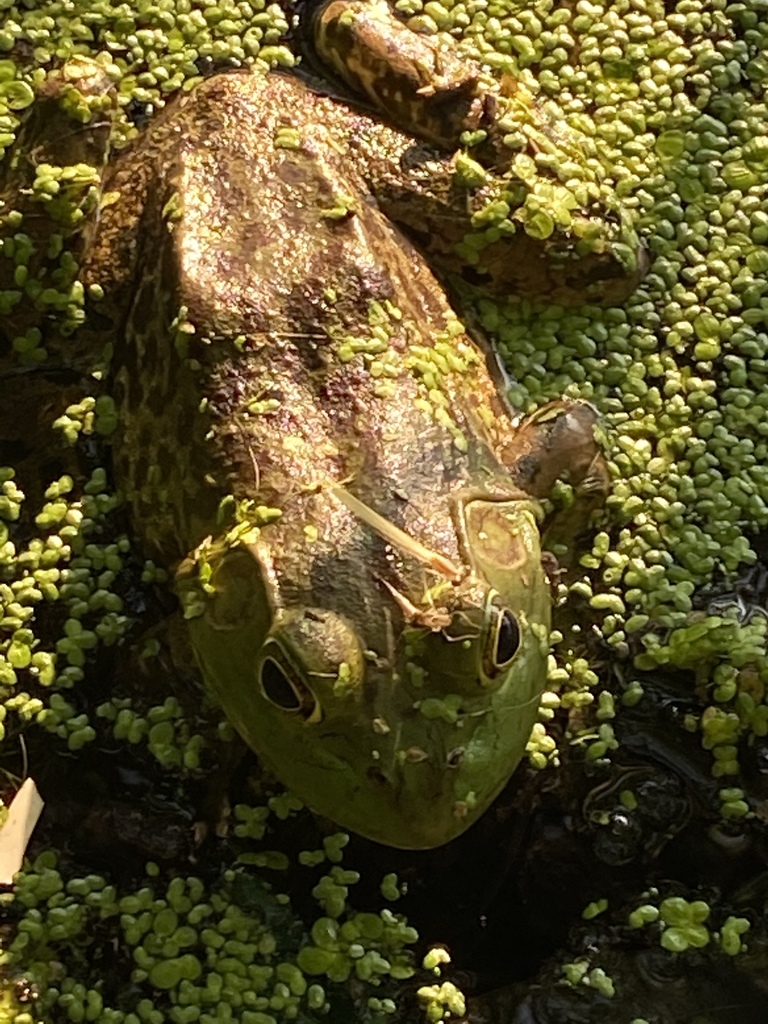 American Bullfrog from Long Island, Wantagh, NY, US on July 2, 2020 at ...