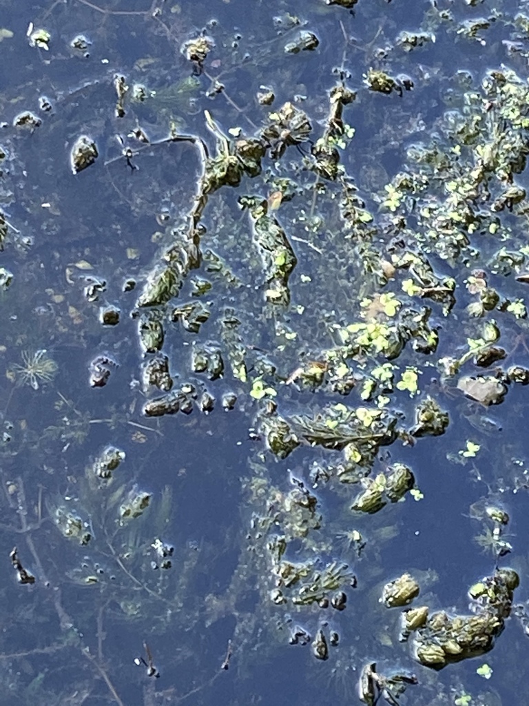 coontail from Seaman Pond, Wantagh, NY, US on July 2, 2020 at 06:40 PM ...