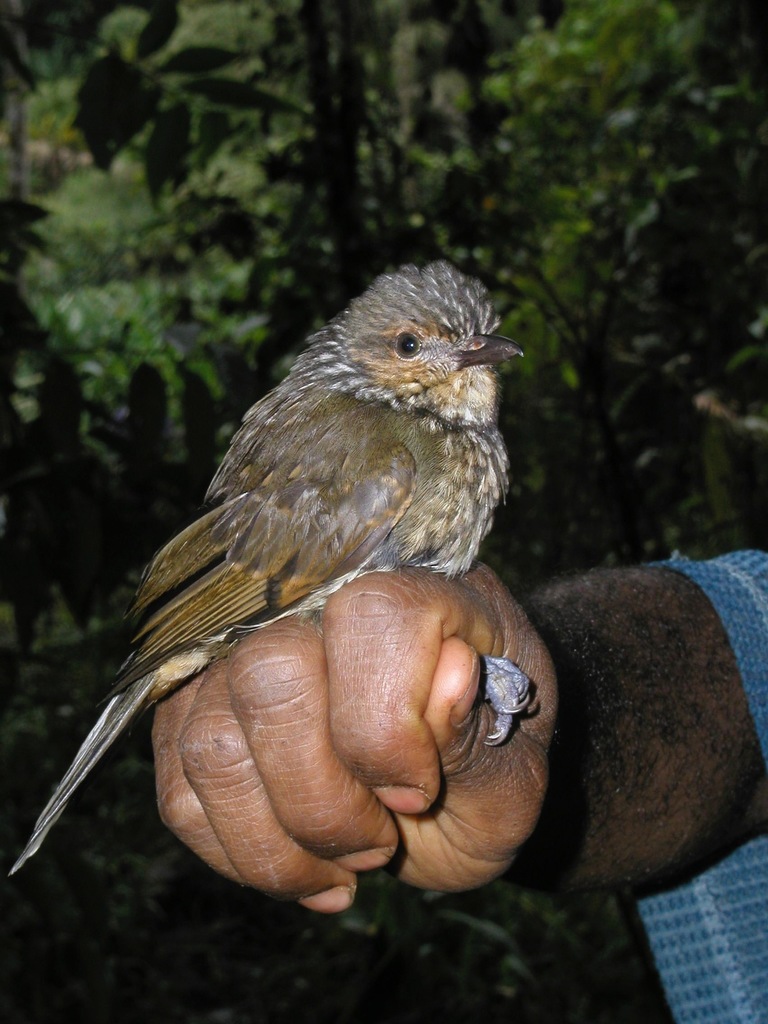 Mottled Berryhunter (Rhagologus leucostigma) - Avian Discovery
