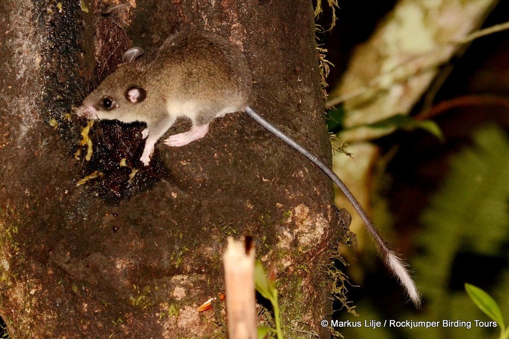Tanala tufted-tailed rat (Eliurus tanala) - Know Your Mammals