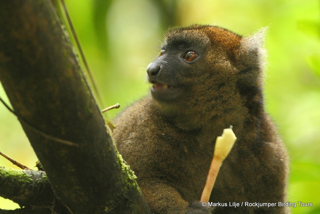 Greater Bamboo Lemur (Prolemur simus) - Know Your Mammals