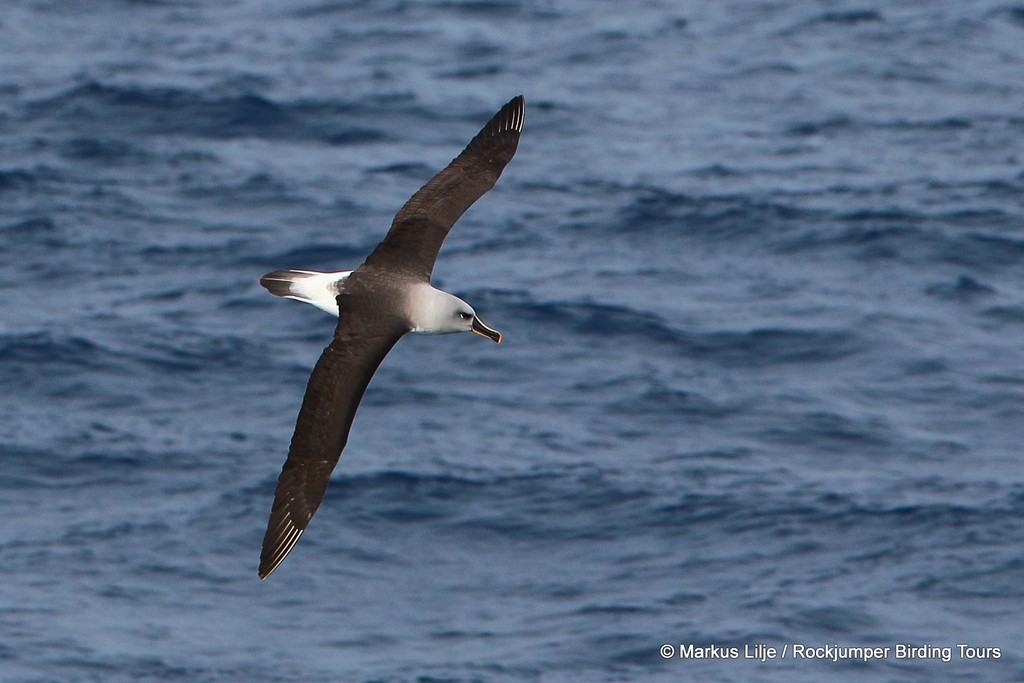 Gray-headed Albatross · Graukopfalbatros · Albatros à Tête Grise ...