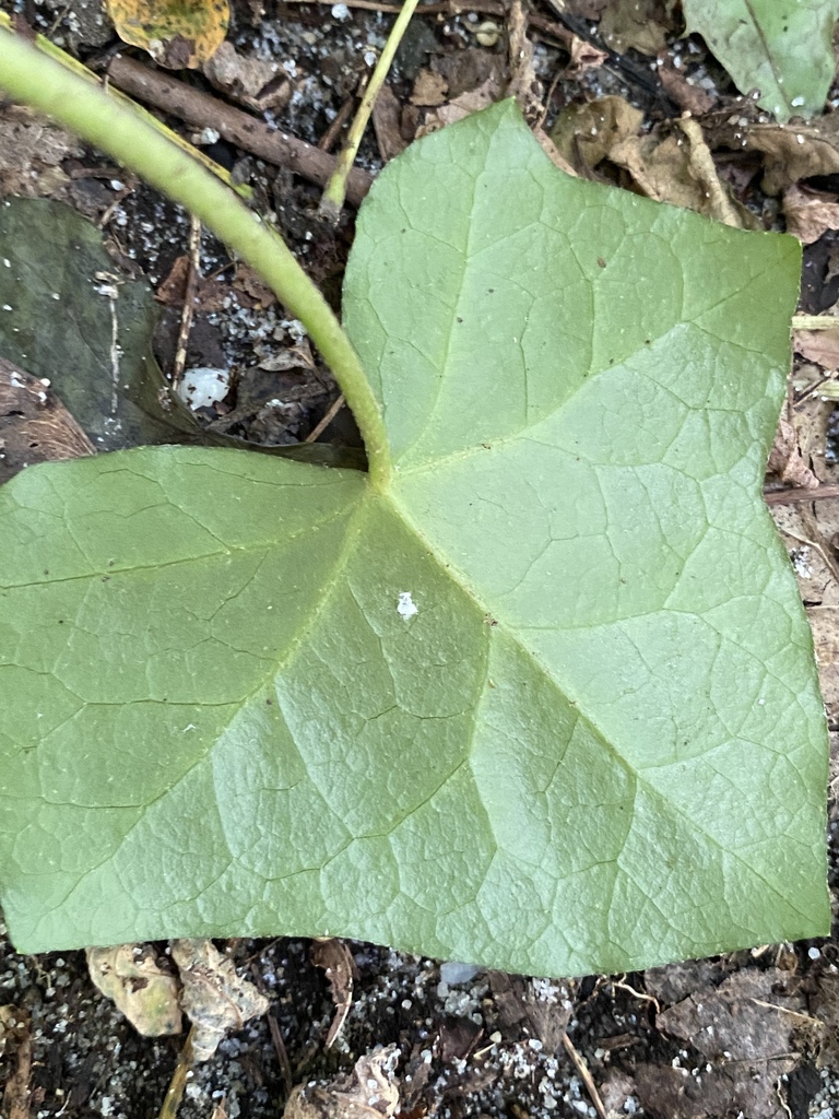 Atlantic Ivy from Long Island, Wantagh, NY, US on July 2, 2020 at 06:12 ...