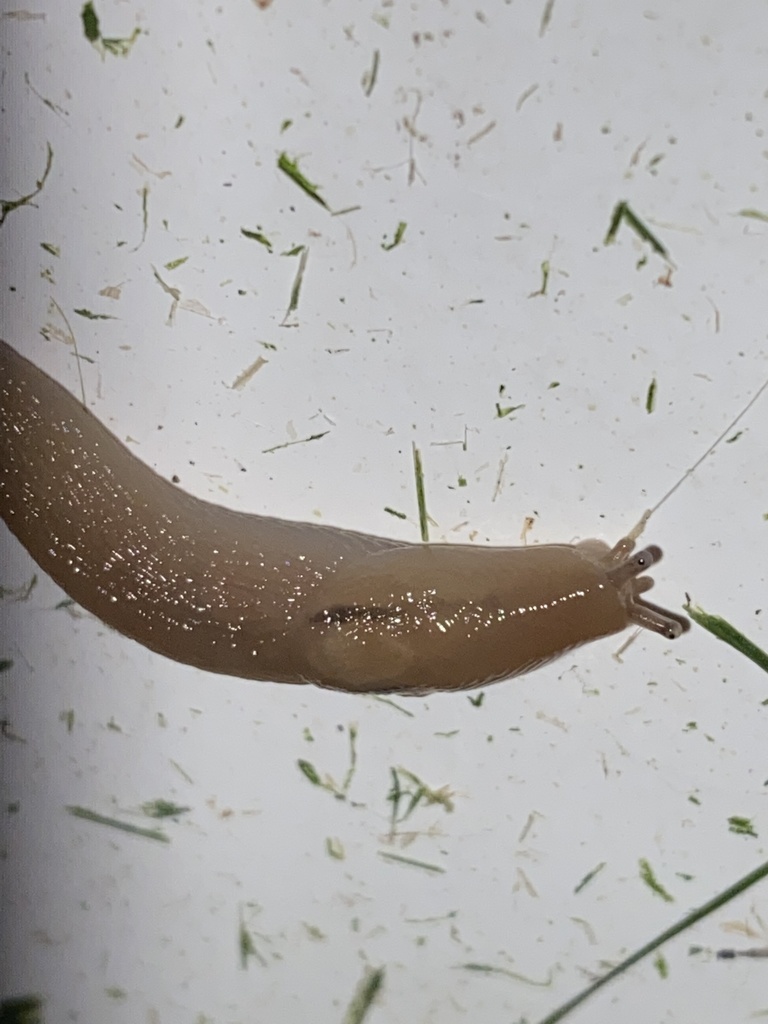 Striped Greenhouse Slug from Long Island, Massapequa, NY, US on July 2 ...