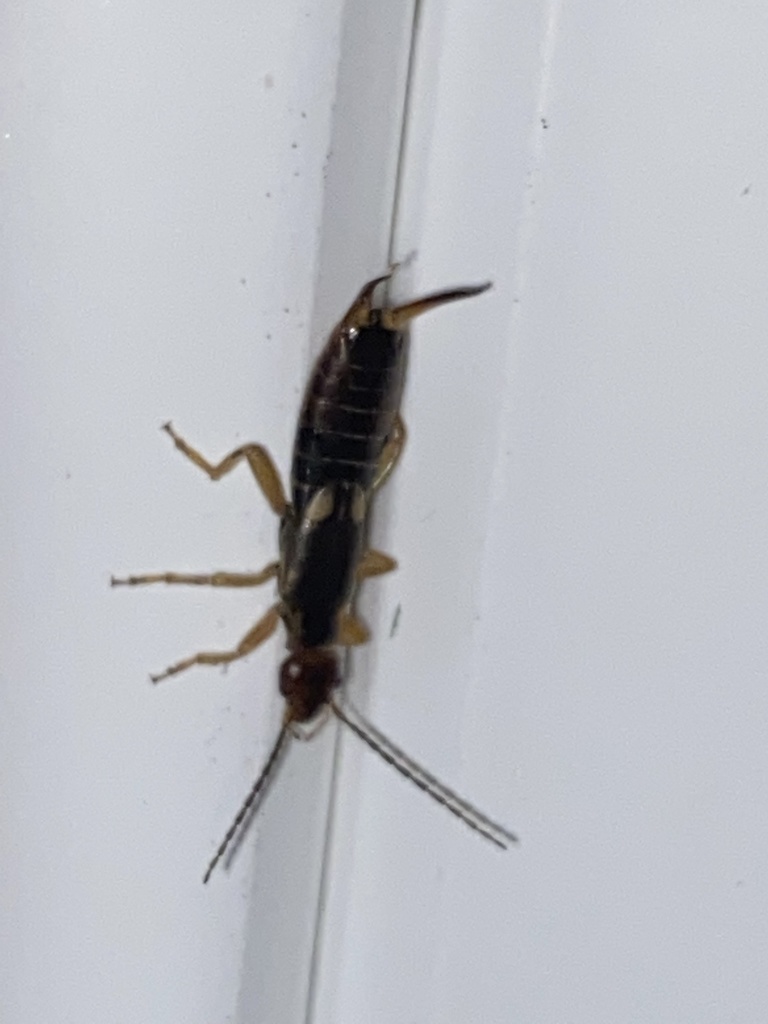 European Earwig Complex from Long Island, Massapequa, NY, US on July 2 ...