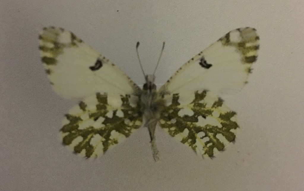 Euchloe ausonides coloradensis (Dinosaur National Monument Butterfly ID ...