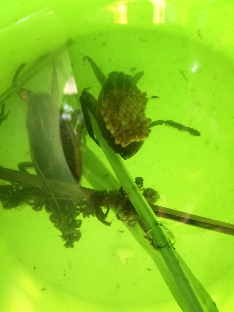 Great Waterbugs from Lake Nabugabo, Ouganda on February 26, 2019 at 06: ...