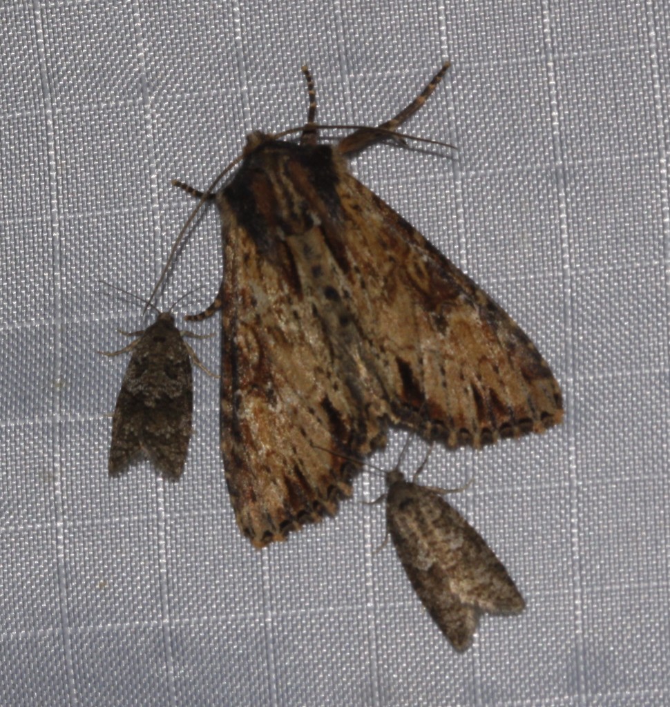 Airy Apamea Moth from Le Rocher-Percé, QC, Canada on July 01, 2020 at ...