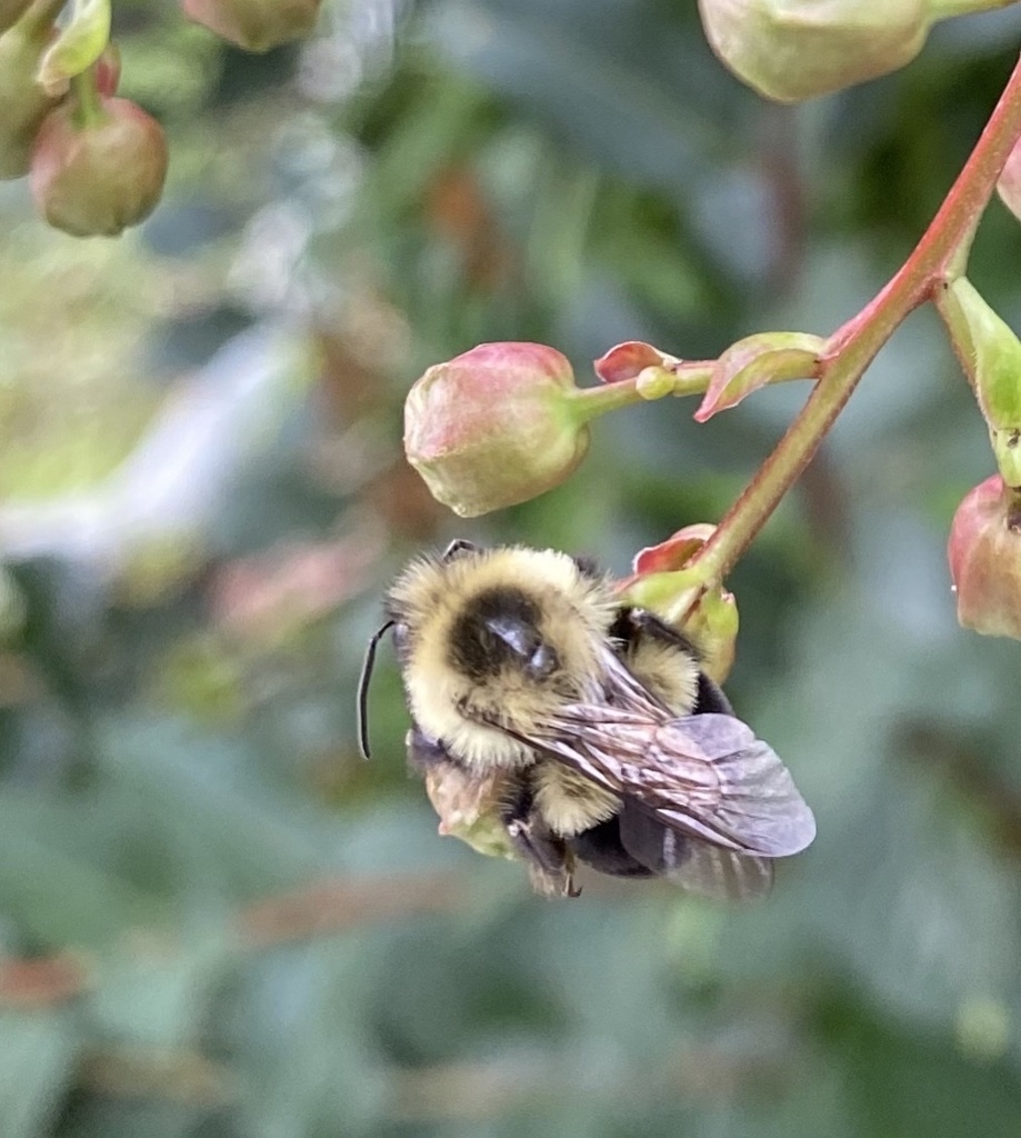 Common Eastern Bumble Bee from Eupora, MS, US on July 2, 2020 at 05:37 ...