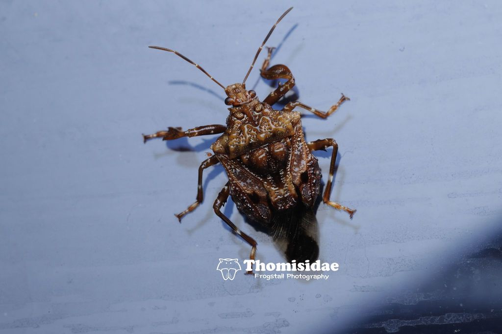 Cazira emeia from 中国咸宁市通山县九宫山 on July 1, 2020 at 05:08 PM by Shiwan Lu ...