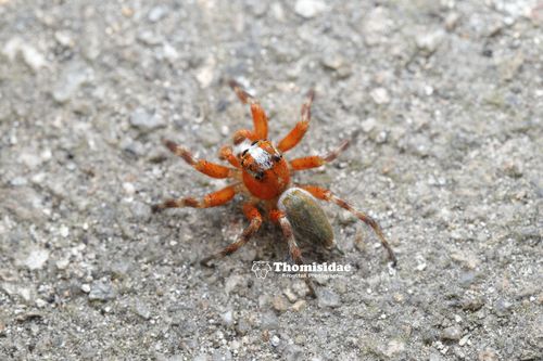 Plexippoides discifer · iNaturalist