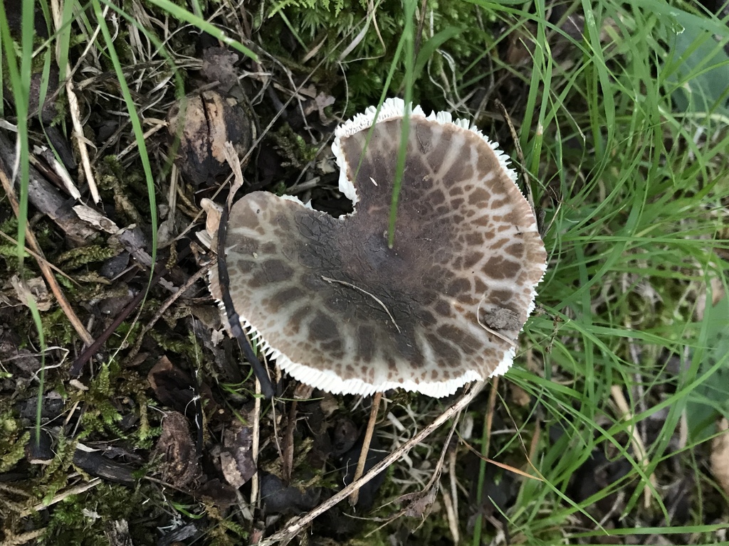 Blue-green Cracking Russula from Albert Johnson Rd, Nashville, IN, US ...