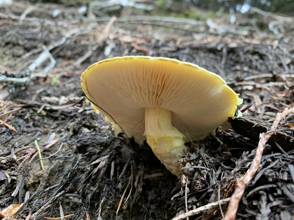 Floccularia albolanaripes in June 2020 by Drew Parker · iNaturalist