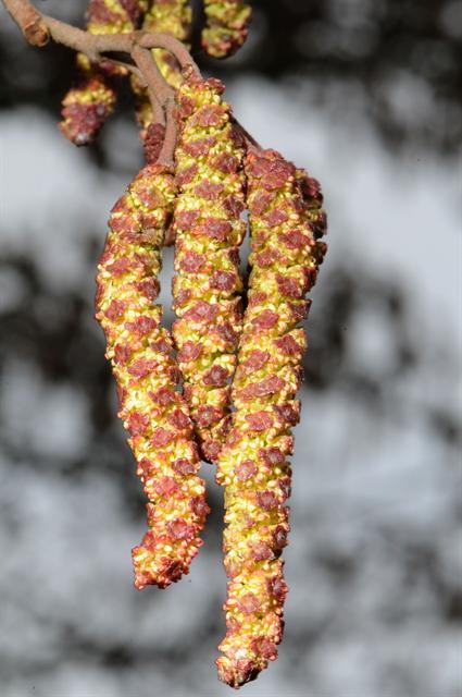 European Alder (Invasive Plants of Maryland) · iNaturalist