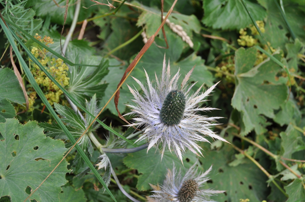 Queen-of-the-Alps (Eryngium alpinum) - Botanical Realm